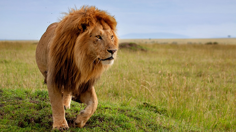 Mobile tech tracks lions on the loose | ITWeb