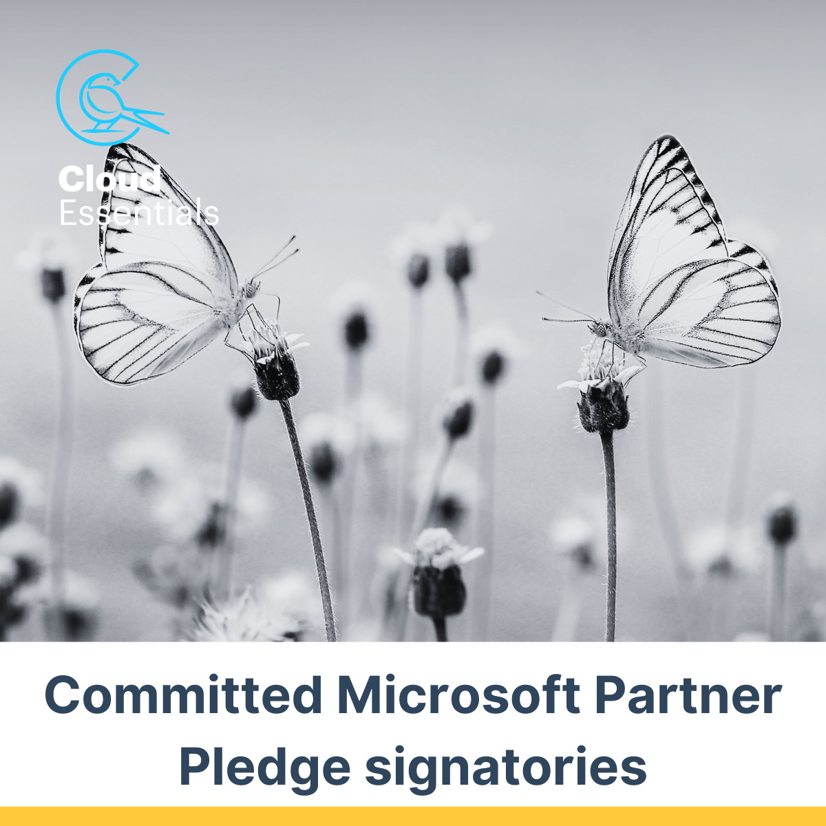 Cloud Essentials is committed Microsoft Partner Pledge signatory | ITWeb